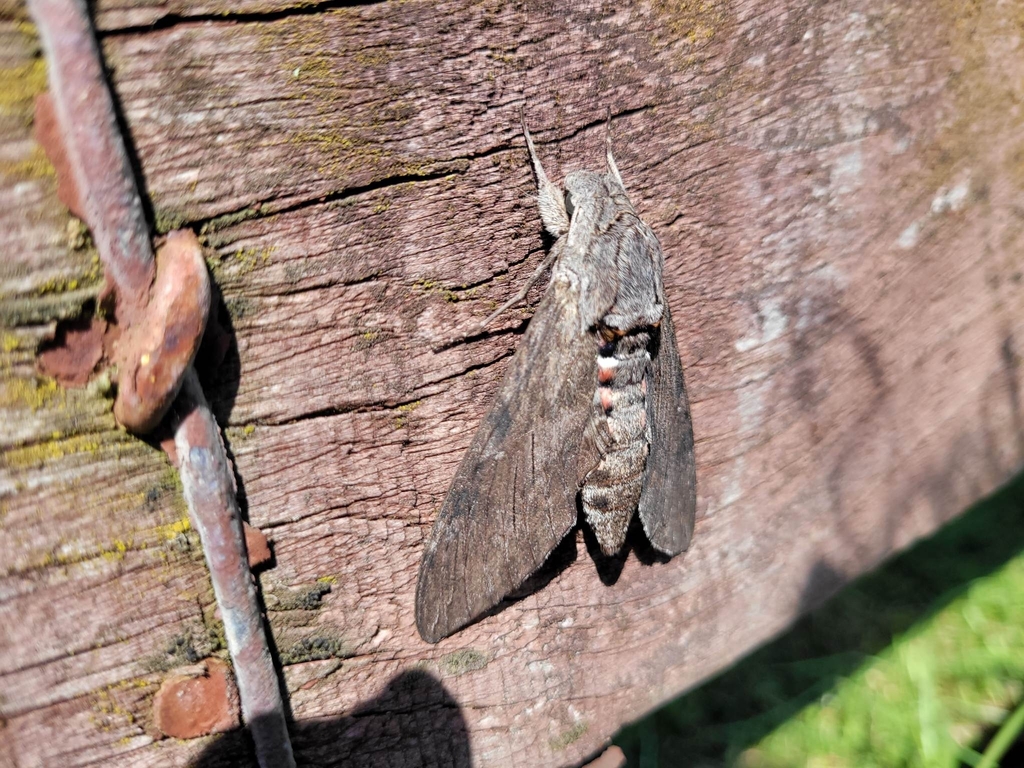 Convolvulus Hawkmoth from Kaupokonui Beach Camp on March 15, 2023 by ...