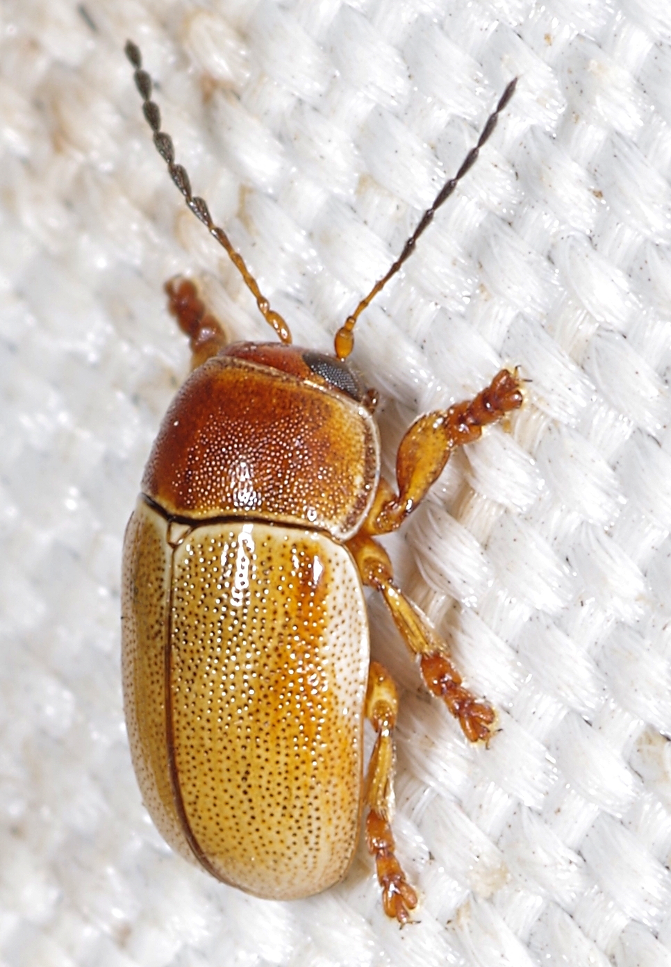 Cryptocephalus pini (Linnaeus, 1758)