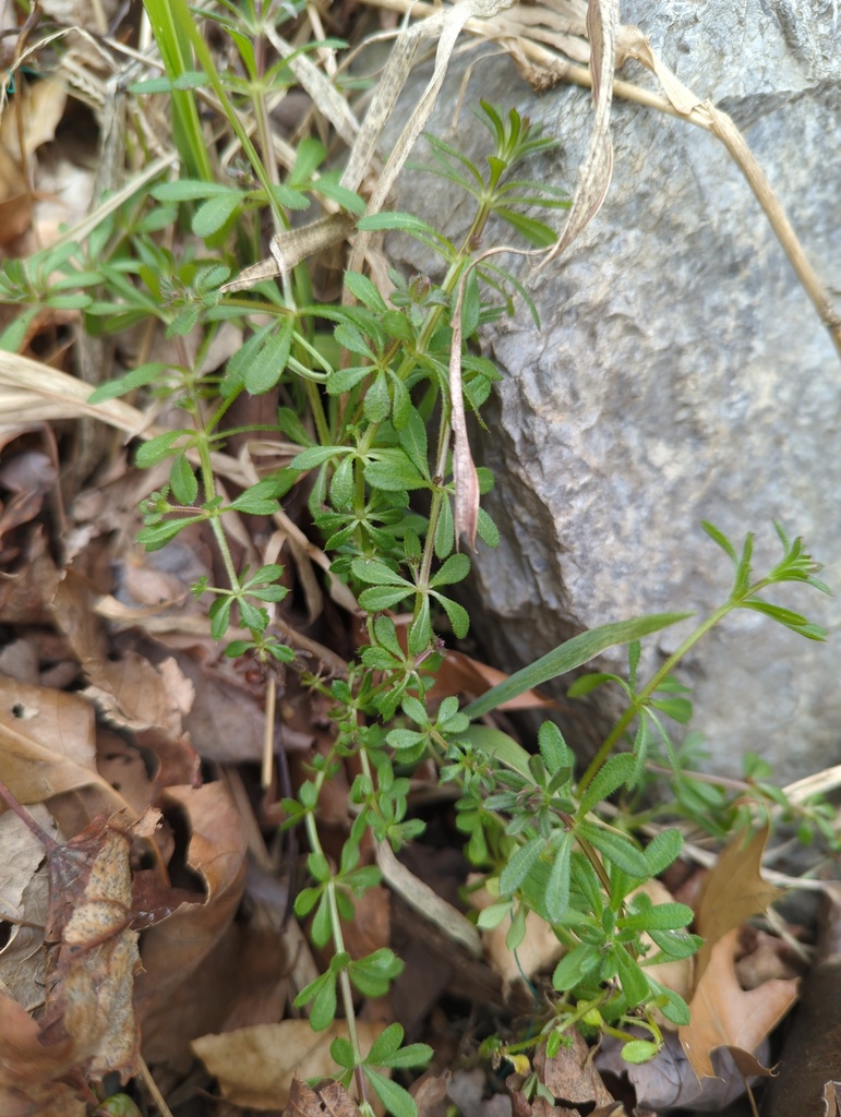 bedstraws from Winchester, Virginia, United States on March 14, 2023 at ...