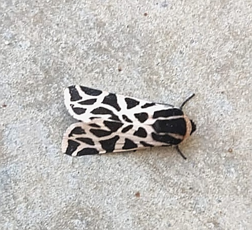 discrete chaperon from Vacarisses, Barcelona (ES) on October 27, 2022 ...