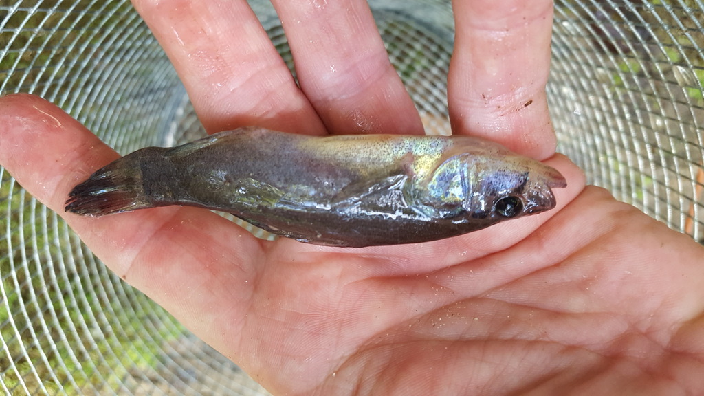 Pirate Perch from Walker County, TX, USA on September 20, 2018 at 10:14 ...