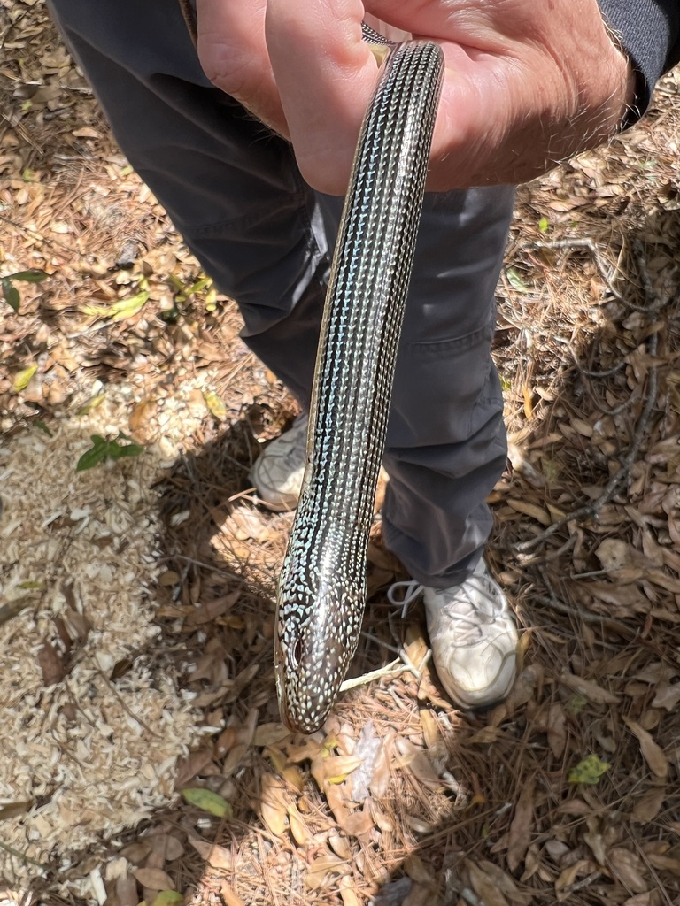 Eastern Glass Lizard from Gulf State Park - Headquarters, Gulf Shores ...