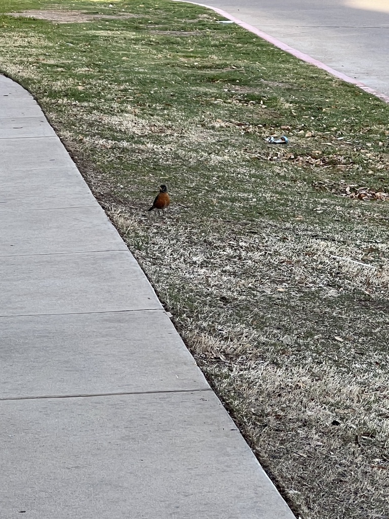American Robin from Baylor University, Waco, TX, US on March 19, 2023 ...