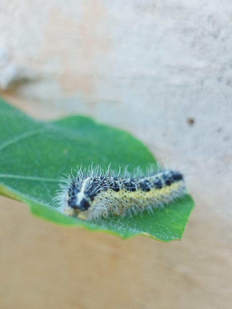 Large White from Tome, Tomé, Bío Bío, Chile on March 19, 2023 at 03:10 ...