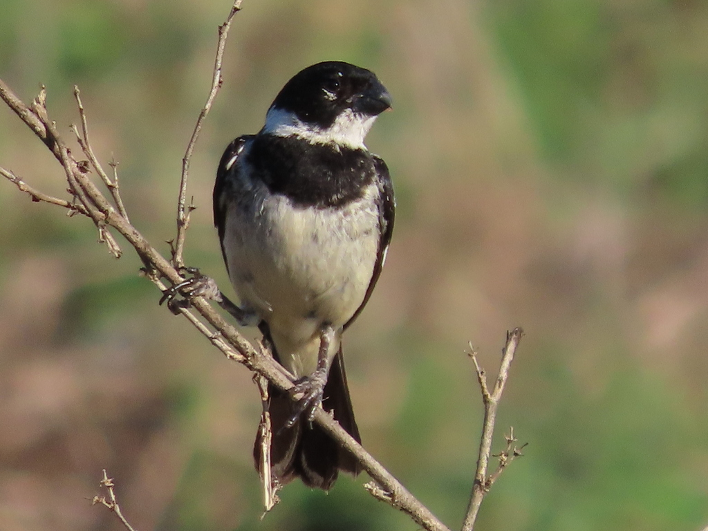Morelet's Seedeater from Palo Grande, Panamá on March 19, 2023 at 08:05 ...