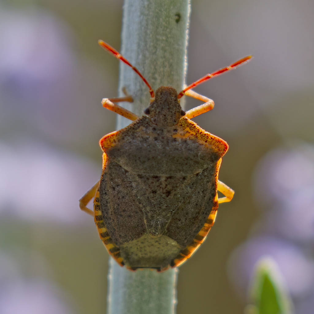Dendrocoris from 6 miles SE of Meeker, Rio Blanco County, CO, USA on ...