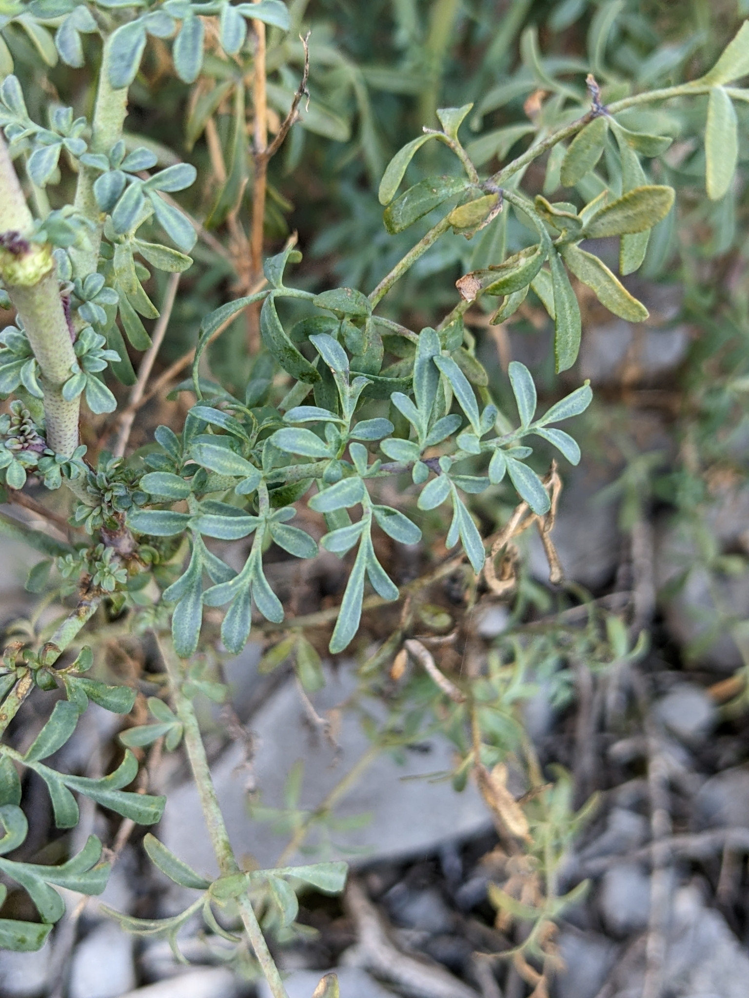 Ruta angustifolia Pers.