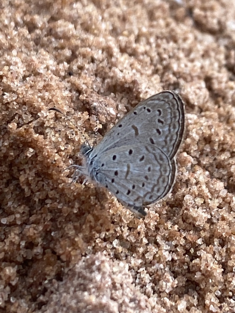 Tiny Grass Blue from Matusadona National Park, Zimbabwe on March 19 ...