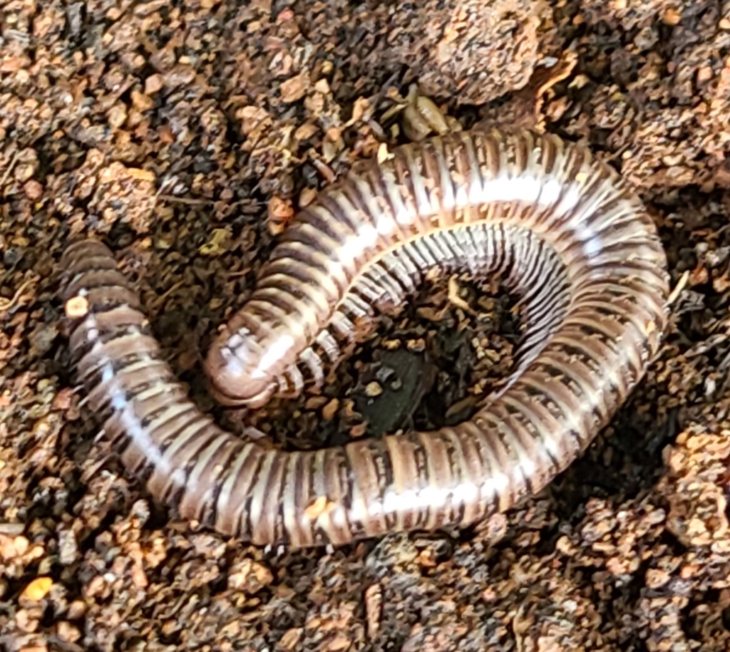Parajulid Millipedes from 22753 B.C., México on March 18, 2023 at 04:25 ...