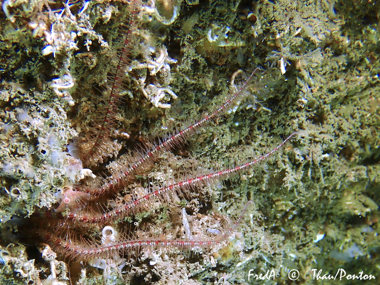 Ophiothrix fragilis (Abildgaard, 1789)