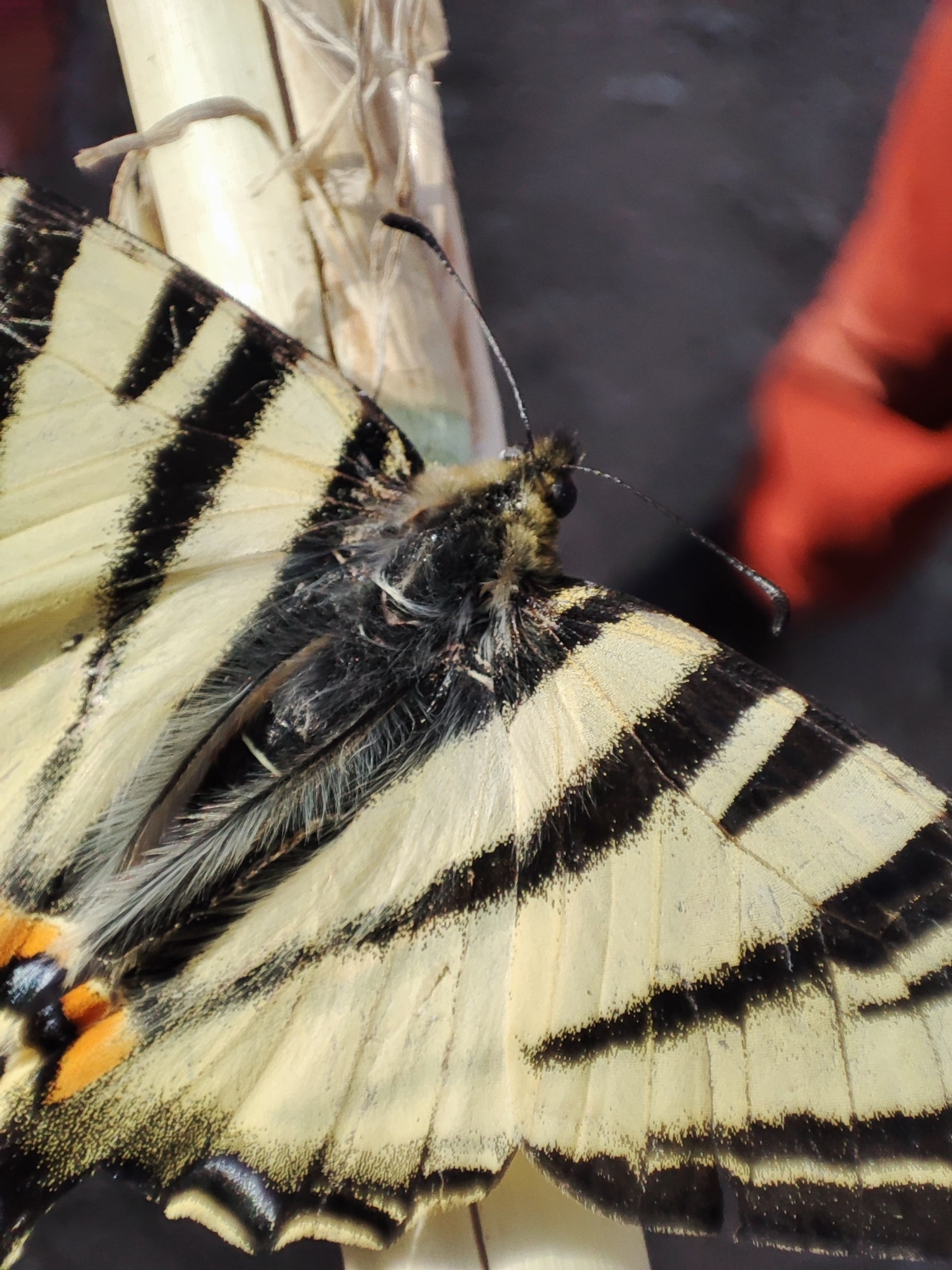 Iphiclides podalirius (Linnaeus, 1758)