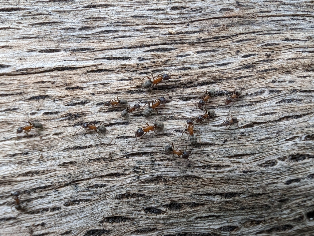 Western Velvety Tree Ant from Big Sur, CA 93920, USA on March 18, 2023 ...