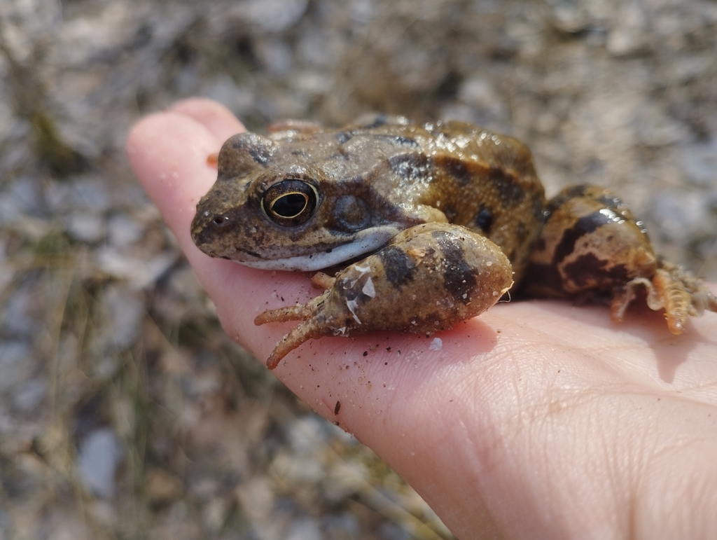 European Common Frog from Брестский район, Беларусь on March 19, 2023 ...