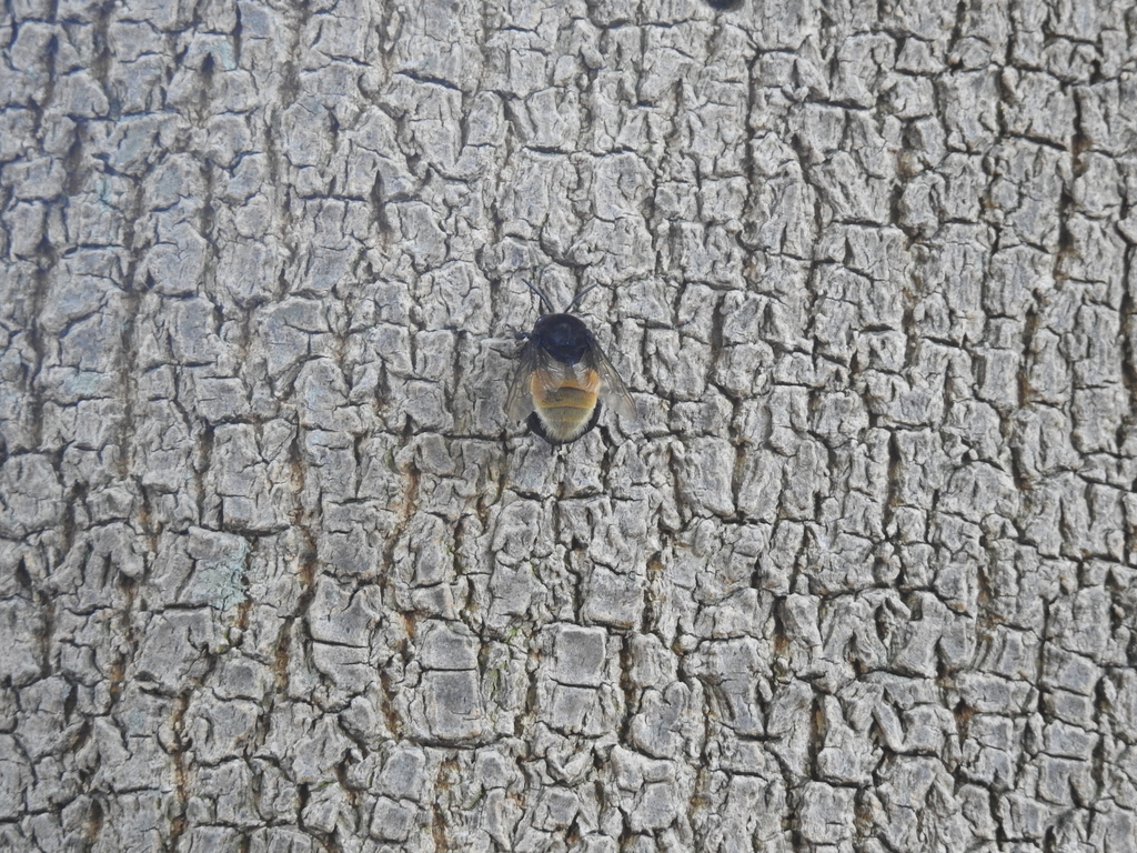Eulaema polychroma from Morelia, Mich., México on March 10, 2023 at 09: ...