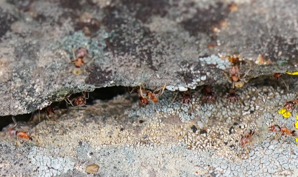Western Velvety Tree Ant from Browns Valley Vacaville, CA, USA on March ...