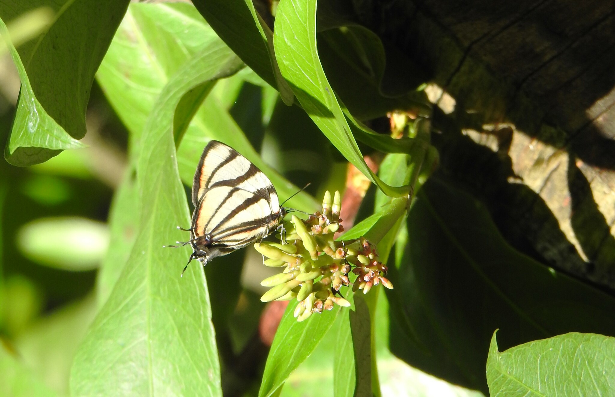 Cycnus phaleros (Linnaeus, 1767)
