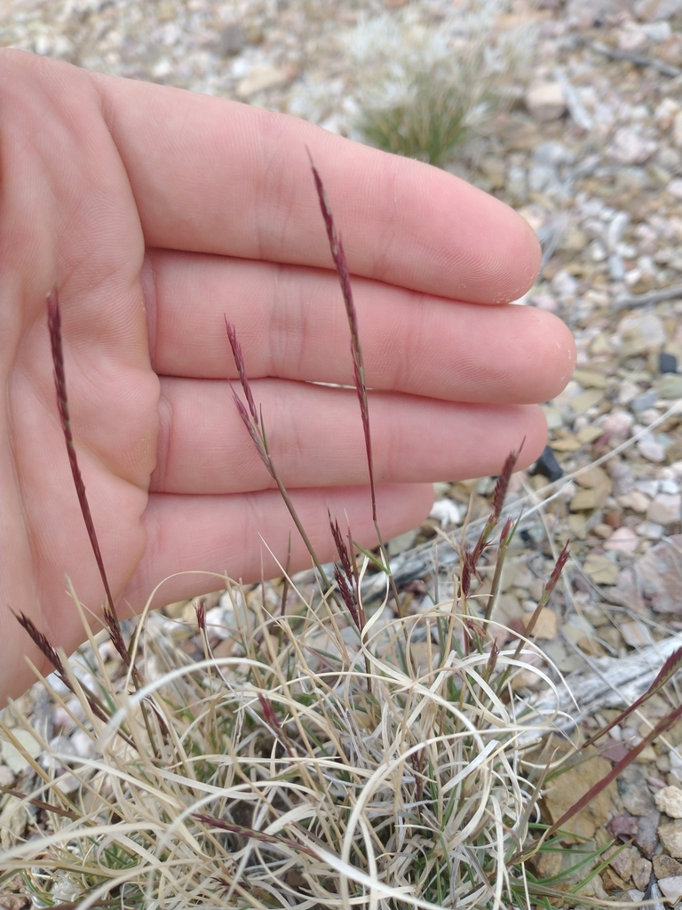 Red Grama from Pima County, US-AZ, US on March 19, 2023 at 10:46 AM by ...