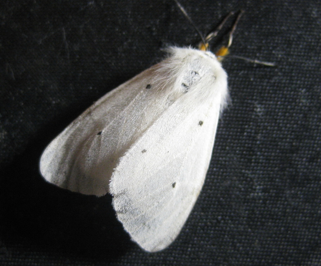 Muslin Moth from Донская ул., 6, Симферополь on April 26, 2012 at 07:44 ...