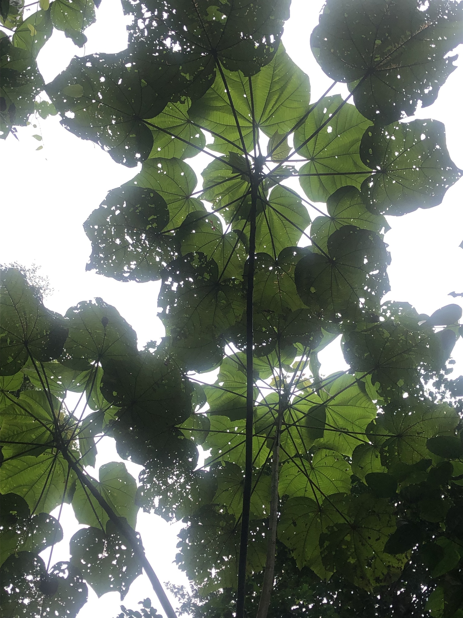 Ochroma pyramidale (Cav.) Urb.