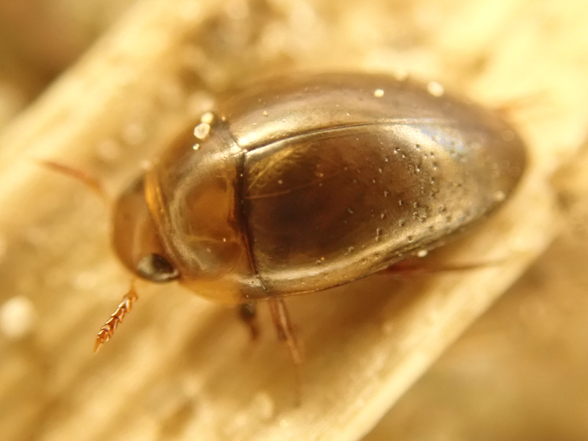 Noterus clavicornis (De Geer, 1774)
