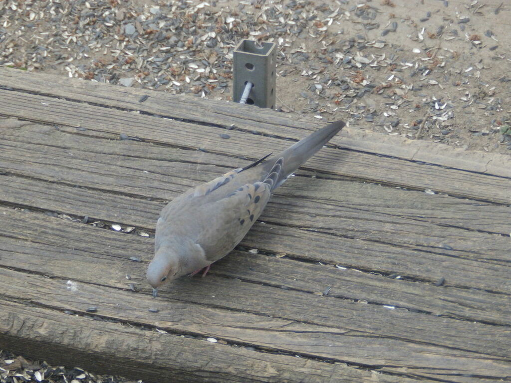 Mourning Dove from Harrisburg, PA, USA on March 19, 2023 at 10:45 AM by ...