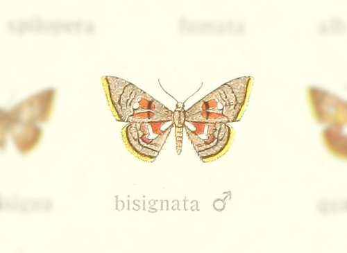 Tricentra bisignata · iNaturalist