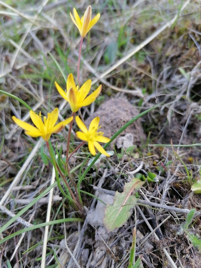 Gagea bulbifera from Боз Белтек, Бішкек on March 19, 2023 at 04:50 PM ...