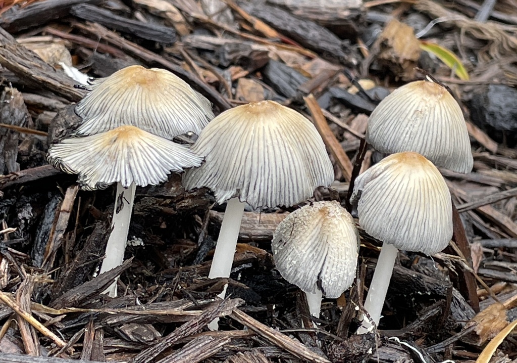 flocculose inkcap from Redwood Blvd, Novato, CA, US on March 19, 2023 ...