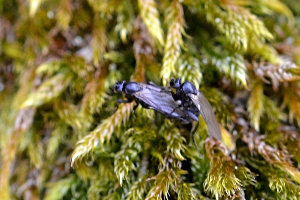 Humpbacked Flies from Nepřevázka, Česko on March 19, 2023 at 12:15 PM ...