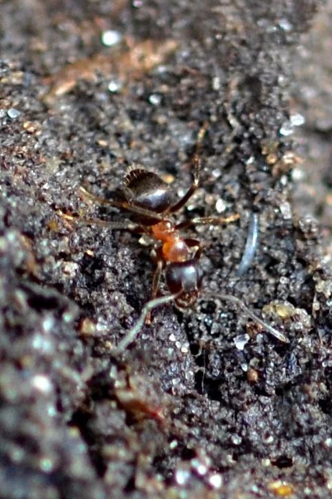 central european bicolored ant from Nepřevázka, Česko on March 19, 2023 ...