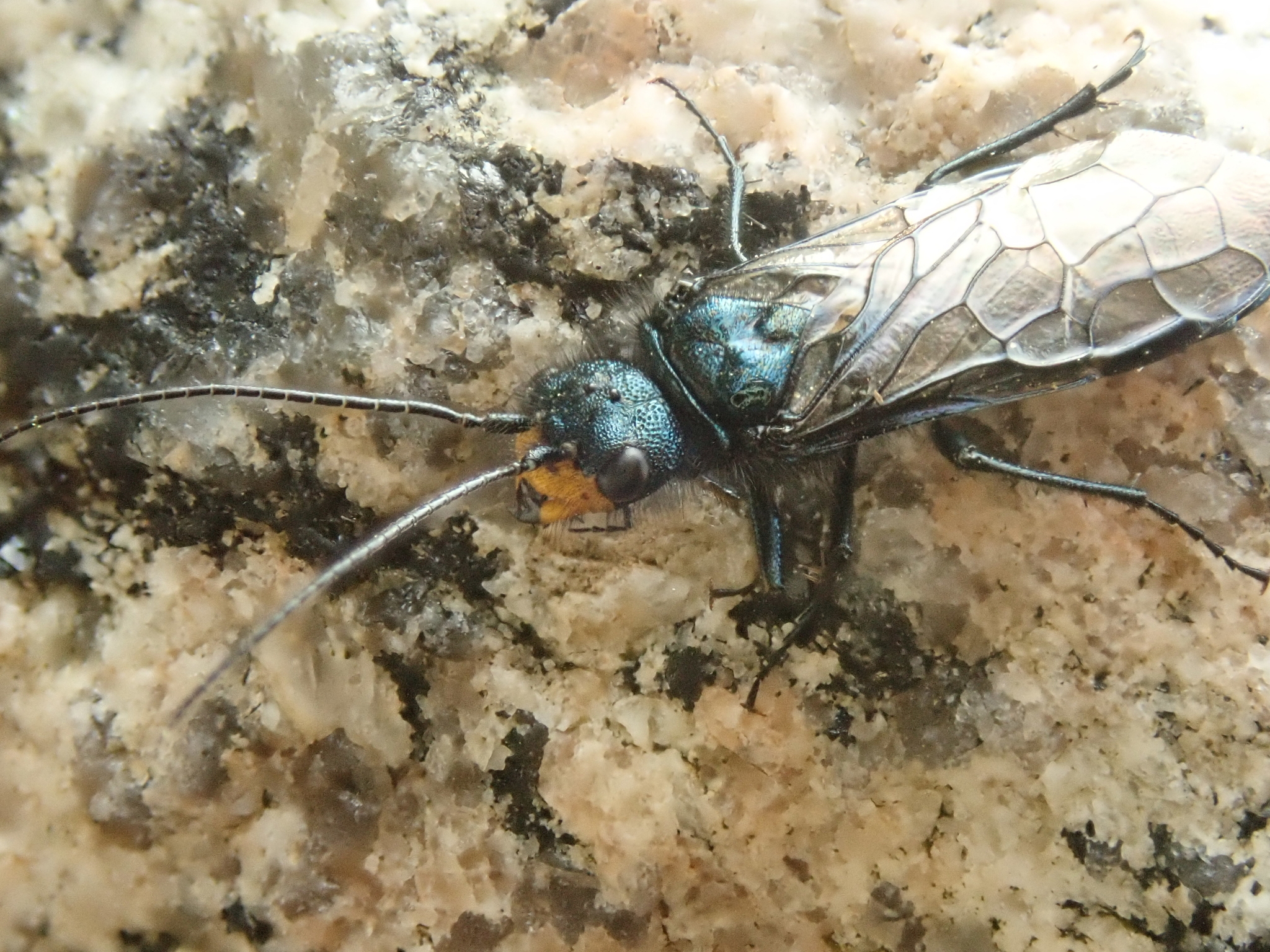 Pamphiliidae