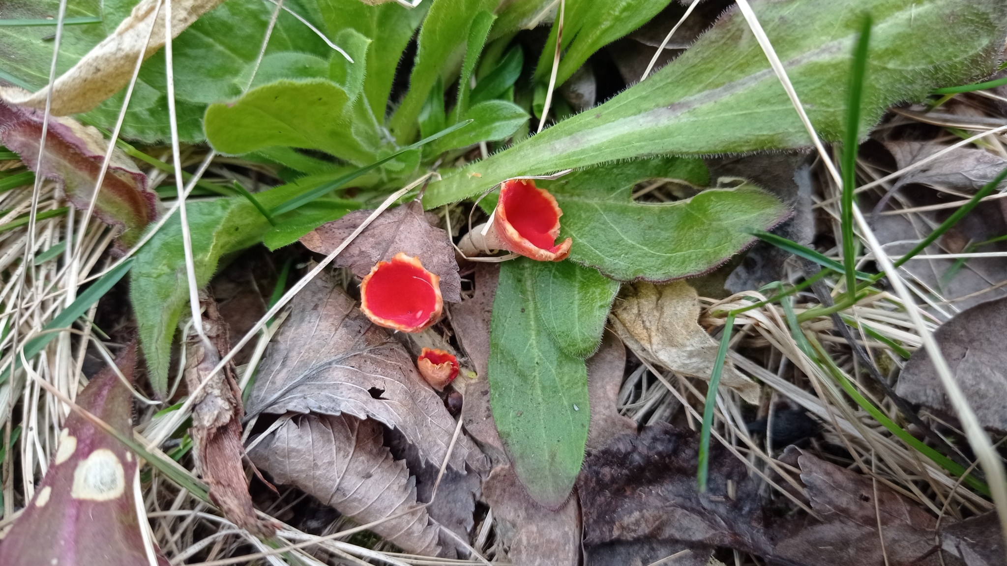 Microstoma protractum (Fr.) Kanouse