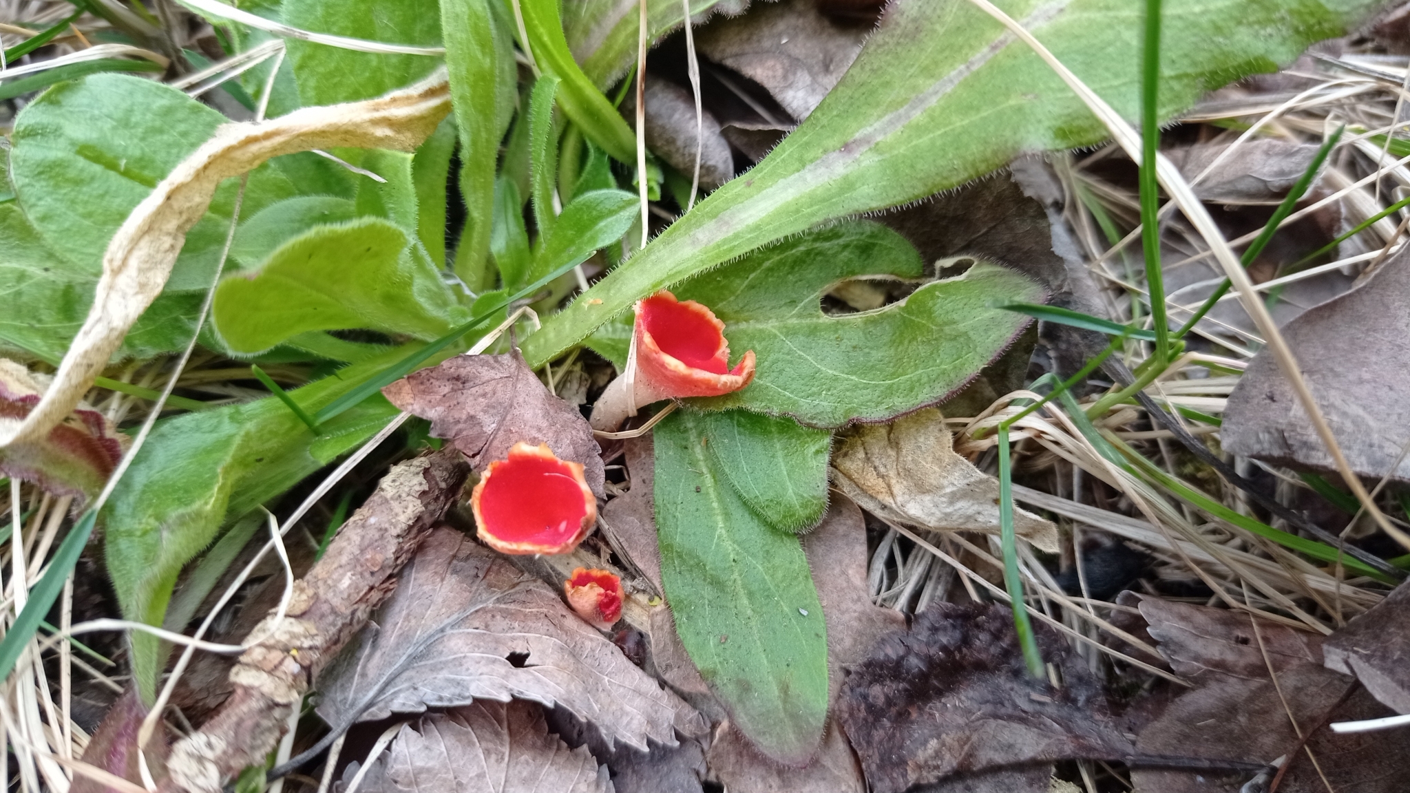 Microstoma protractum (Fr.) Kanouse