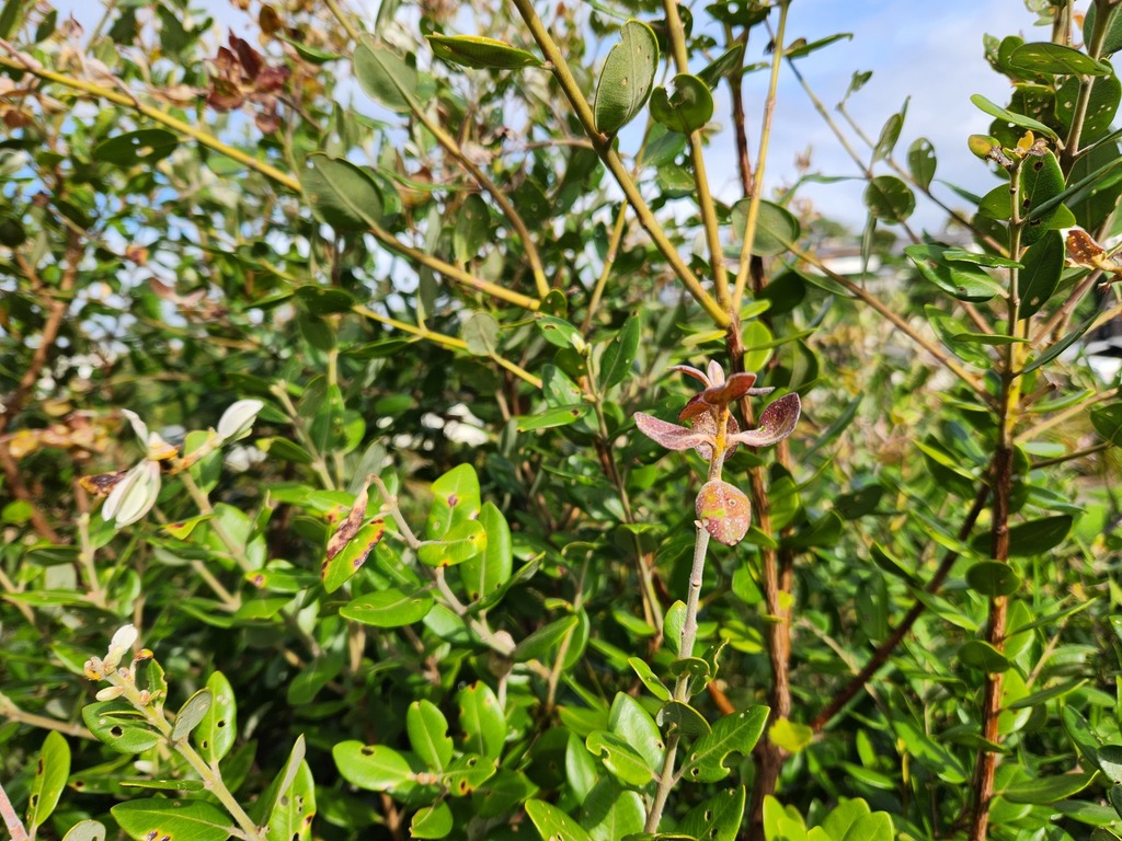 Myrtle Rust from Otūmoetai, Tauranga 3110, New Zealand on March 17 ...