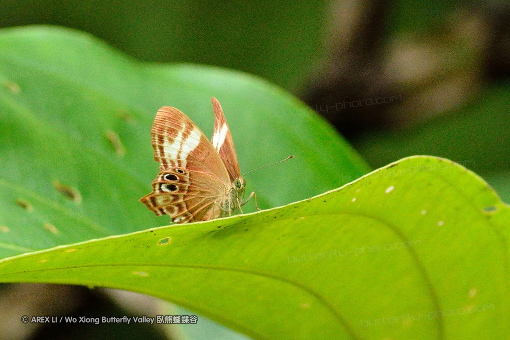 Abisara mindanaensis from Rosario, Agusan del Sur, Philippines on ...