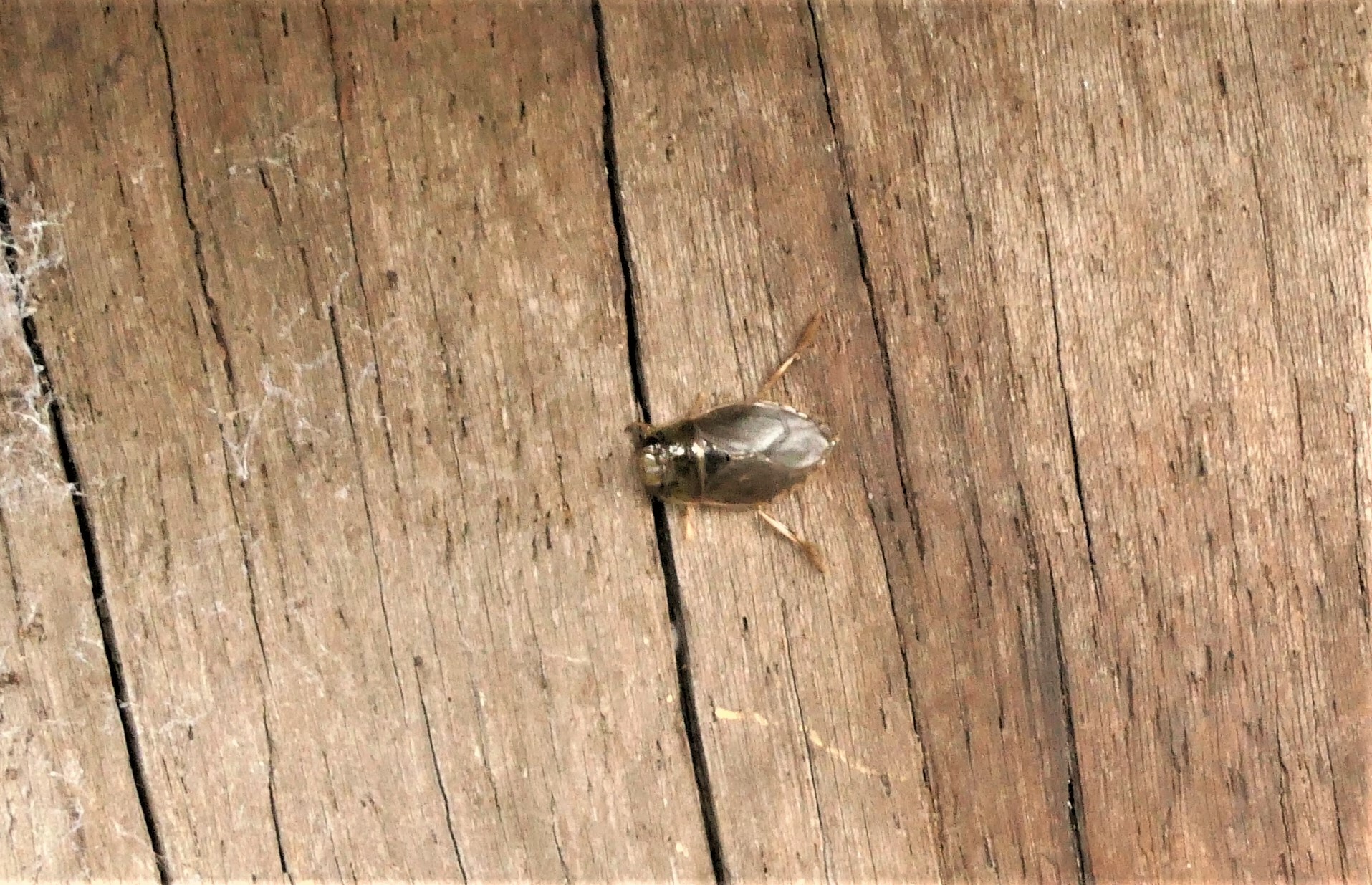 Naucoridae