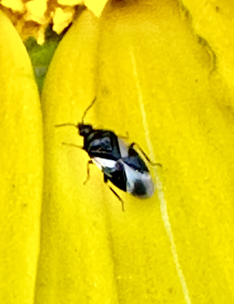 insidious flower bug from Mission Trails Regional Park, San Diego, CA ...