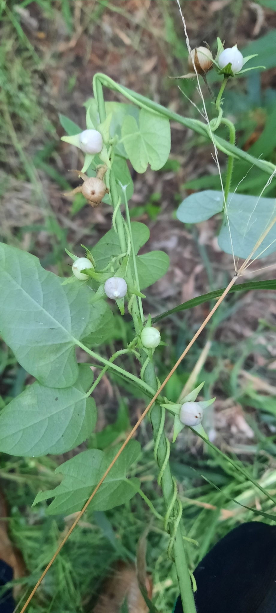 Ipomoea biflora (L.) Pers.