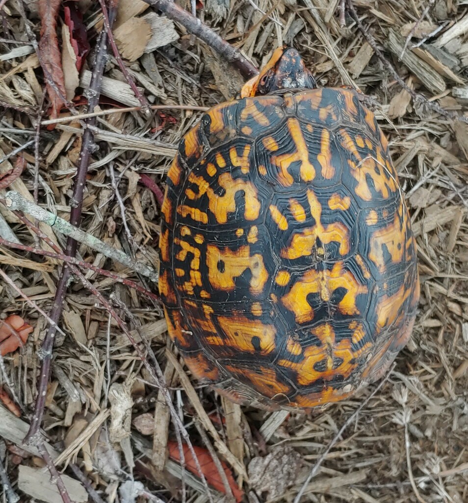 Eastern Box Turtle in August 2020 by pilgrim123 · iNaturalist