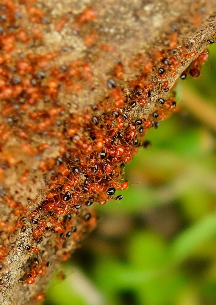 Southern Fire Ant from Vacaville, CA, USA on March 18, 2023 at 04:58 PM ...