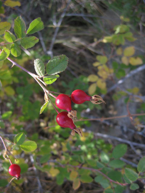 California Wild Rose (Rosa californica) - Botanical Realm
