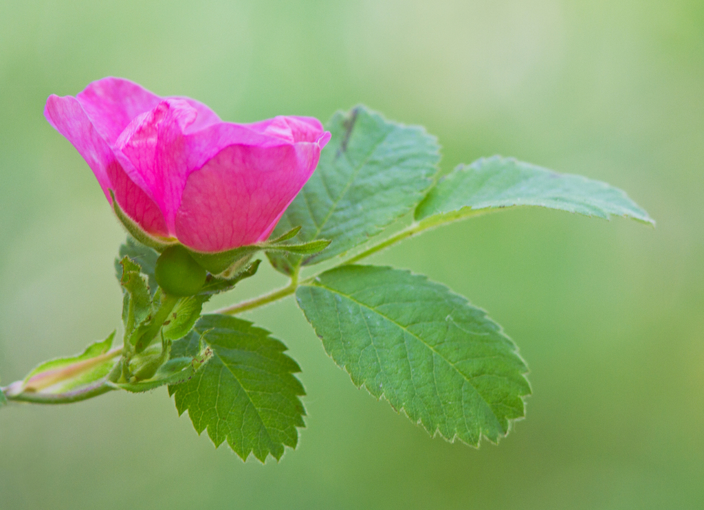 California Wild Rose (Rosa californica) - Botanical Realm