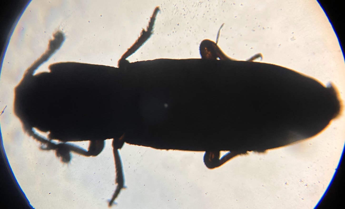 Pycnomerus Erichson, 1842