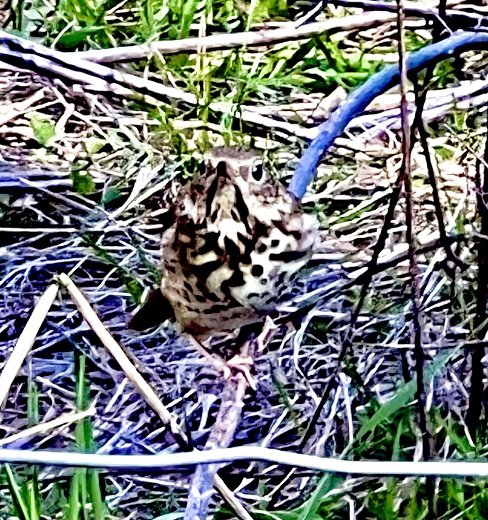 Hermit Thrush from Forest Rd, Warsaw, VA, US on March 19, 2023 at 03:47 ...