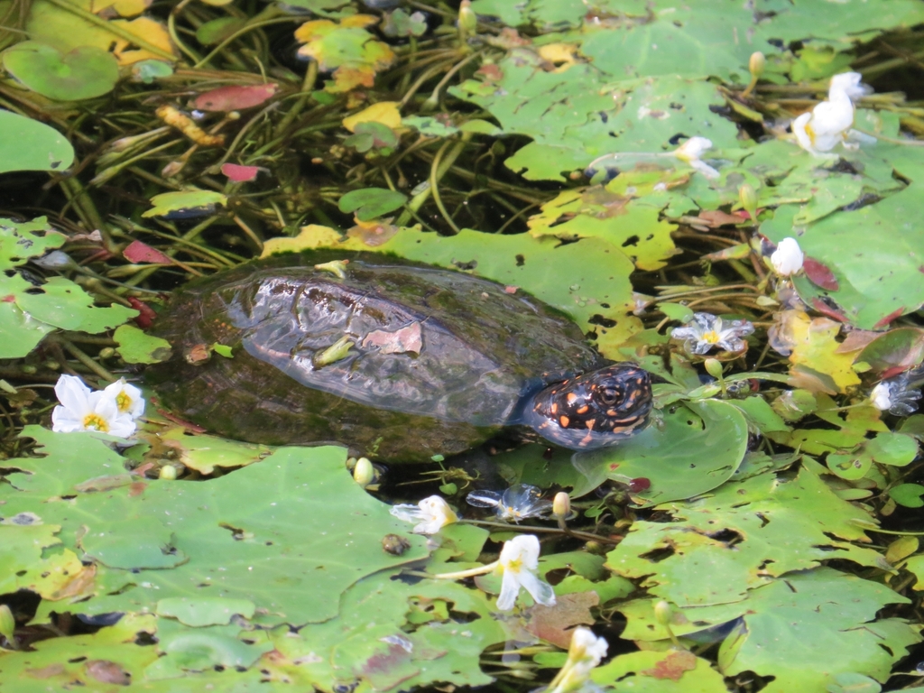Indian Black Turtle from Botanical Garden on December 21, 2016 at 06:29 ...
