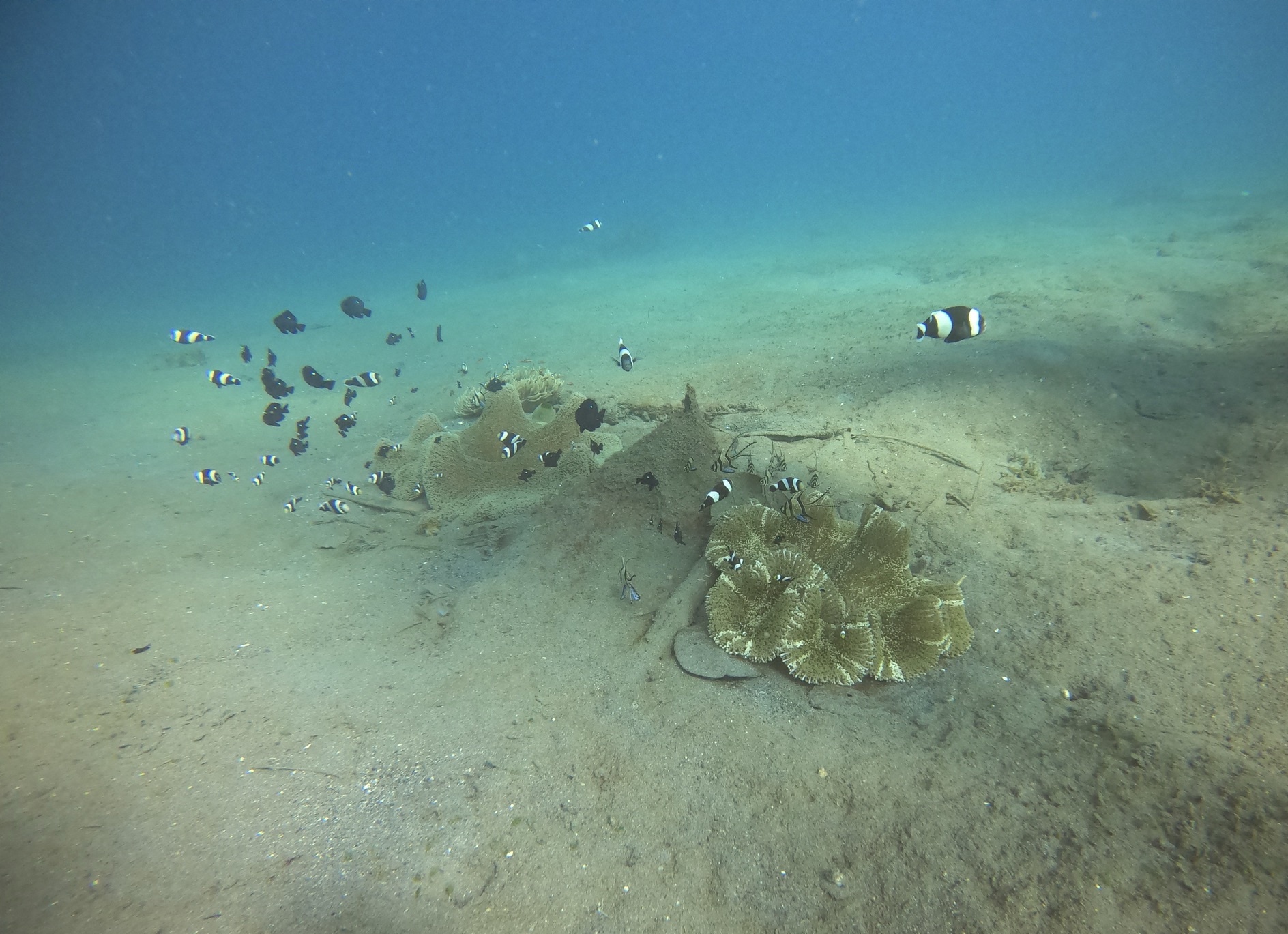 Stichodactyla Brandt, 1835