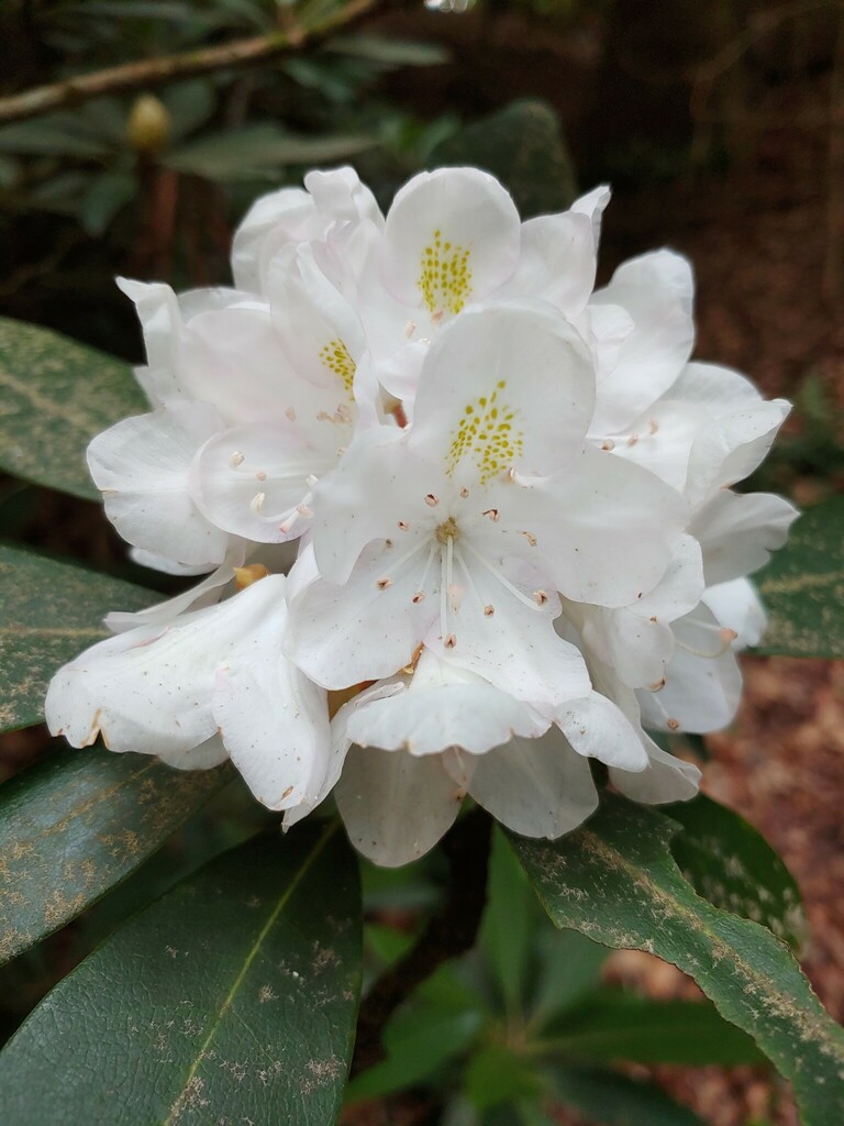 great rhododendron from Druid Hills, GA, USA on June 17, 2020 at 08:39 ...