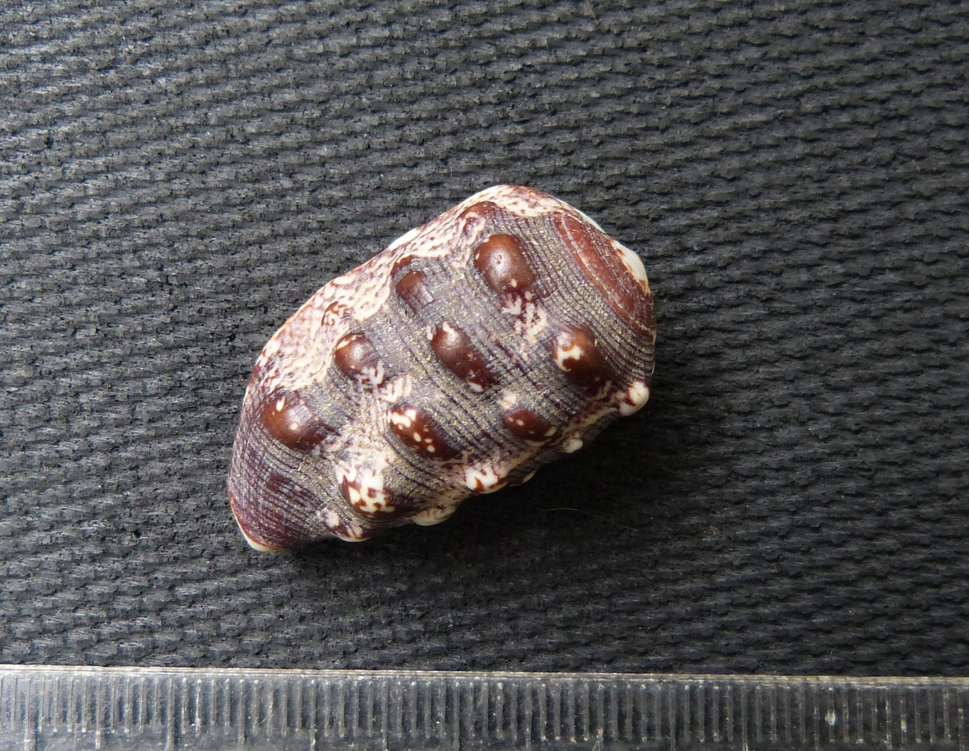 Morum tuberculosum (Reeve, 1842)