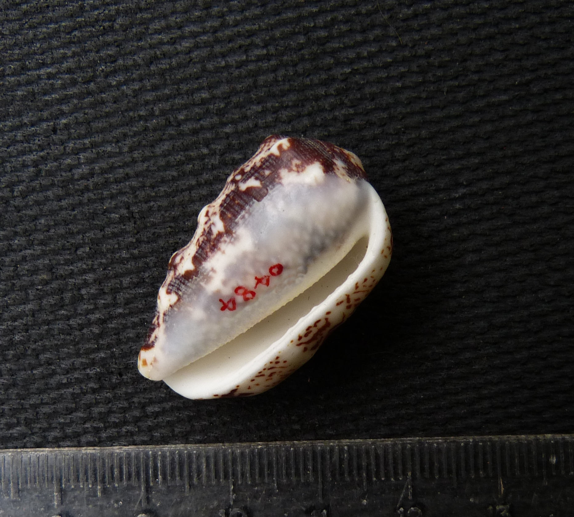 Morum tuberculosum (Reeve, 1842)
