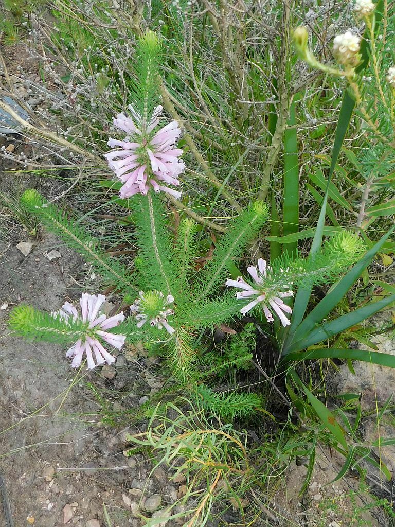 Golden Pine Heath from Greyton Maermanskloof, 7233, South Africa on ...